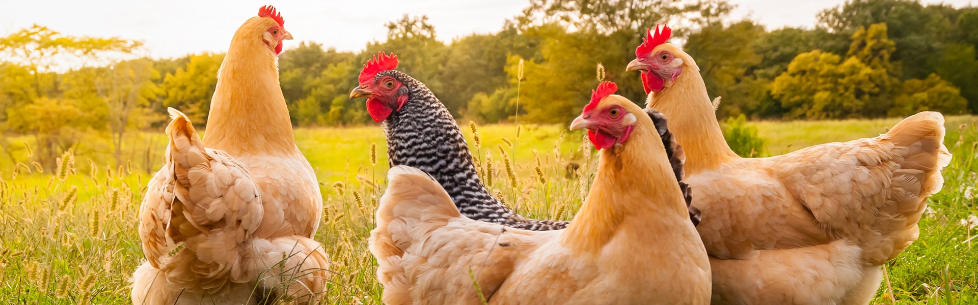 Category: Poultry - Kaniksu Feeds