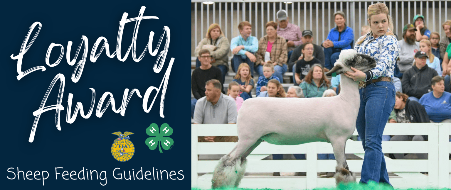Sheep Feeding Guidelines - Kaniksu Feeds
