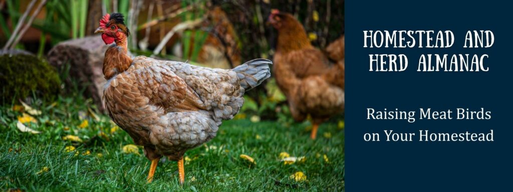 Raising Meat Birds - Kaniksu Feeds