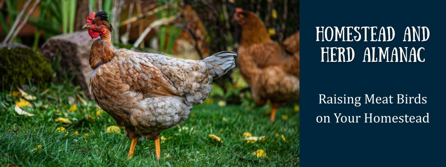 Raising Meat Birds - Kaniksu Feeds
