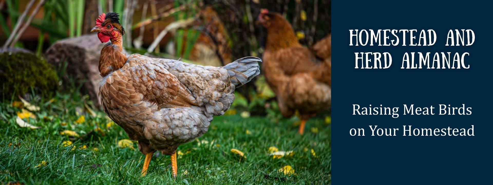Raising Meat Birds - Kaniksu Feeds